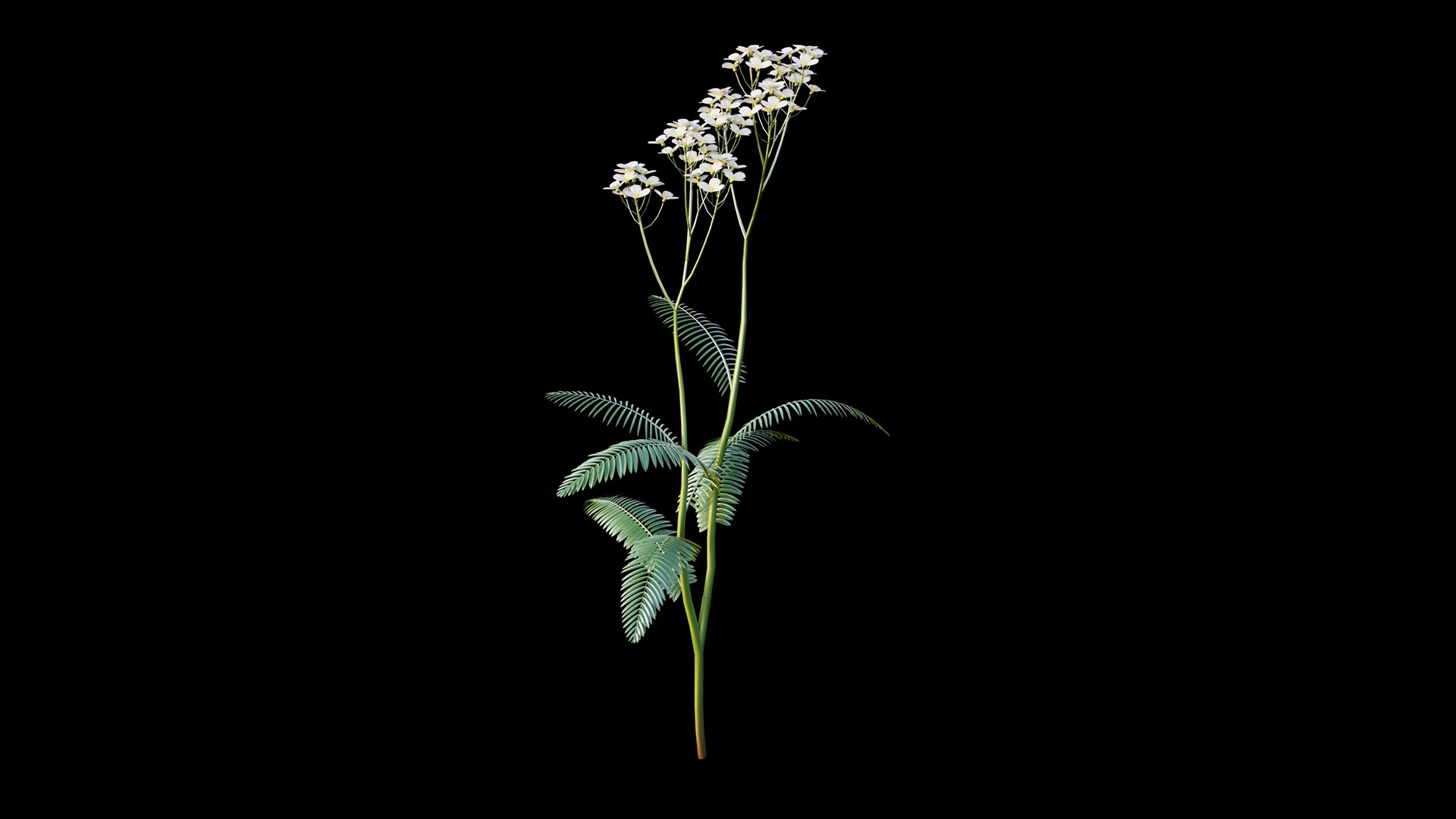 3D Yarrow Model - TurboSquid 1864996