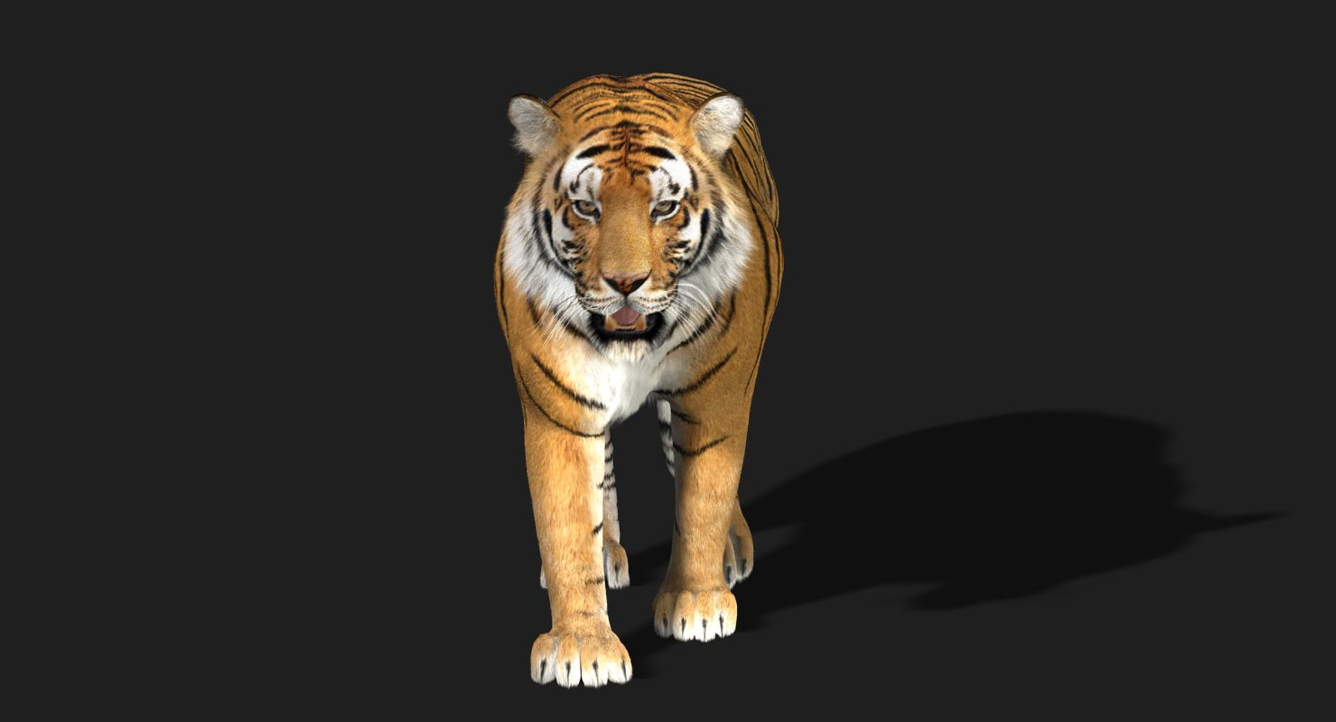 3d Tiger Fur Animation Model