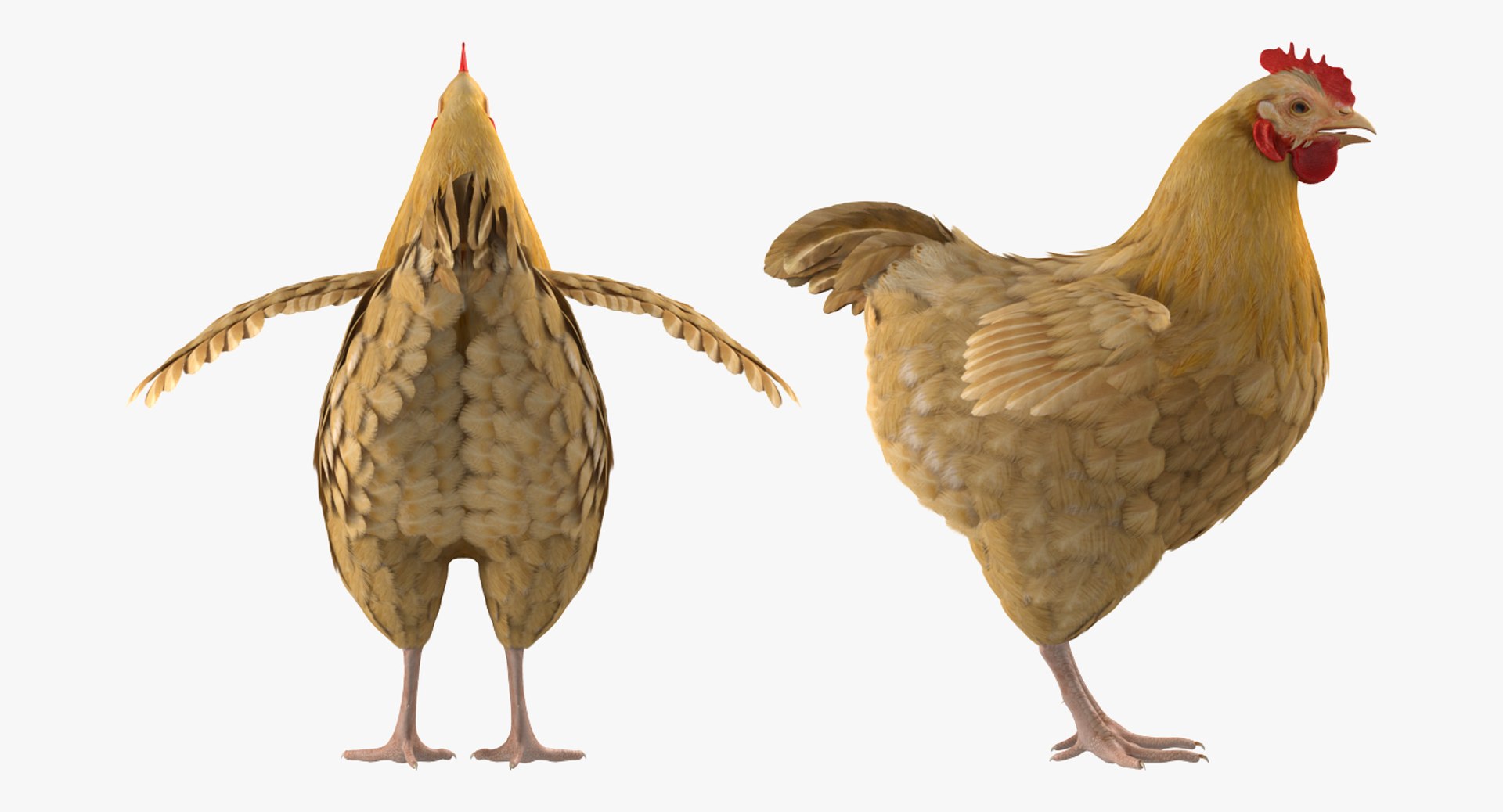 3D Chicken Rigged Model - TurboSquid 1149370