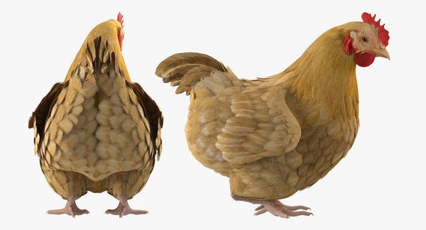 3D chicken rigged model - TurboSquid 1149370