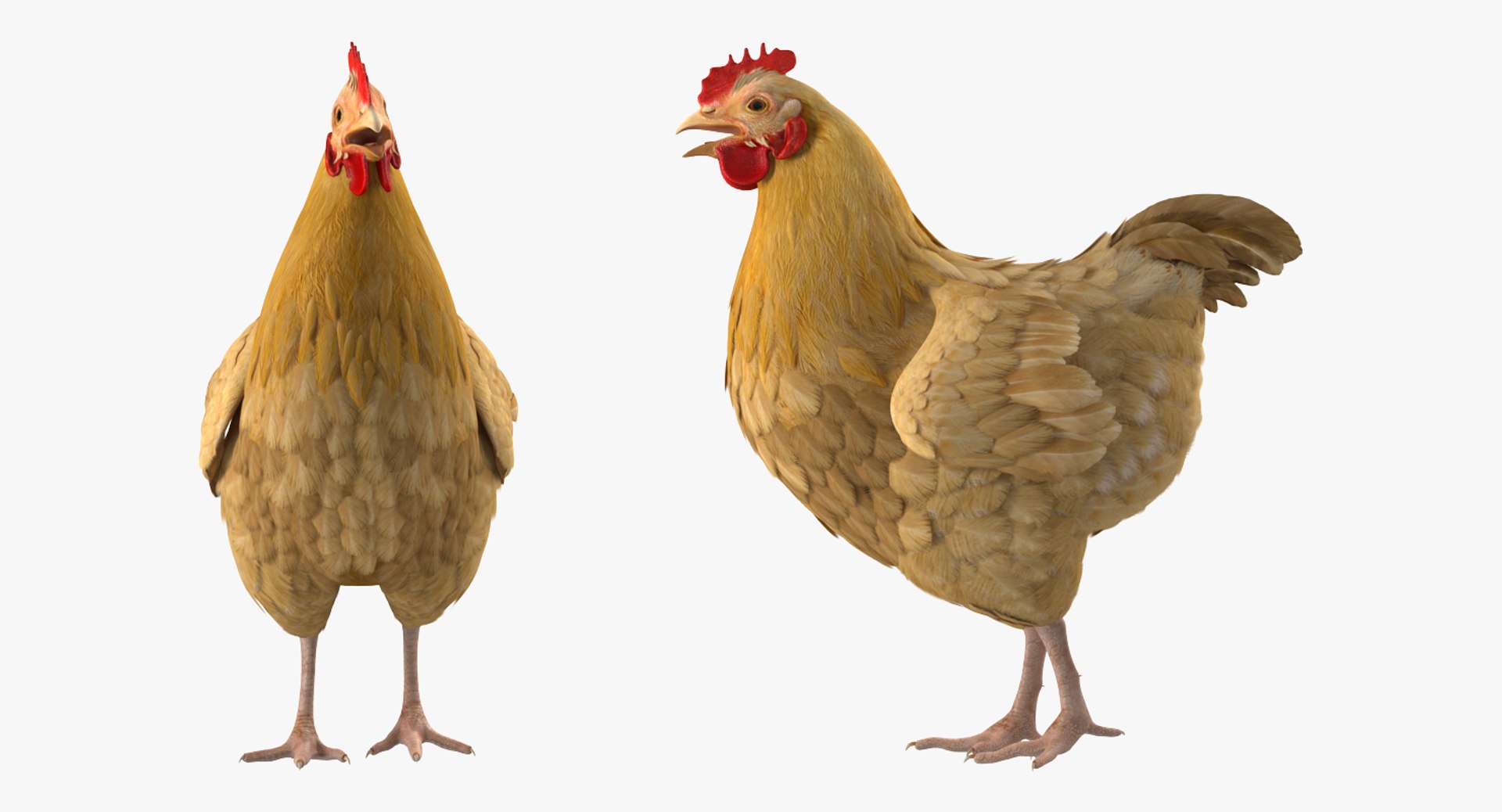 3D Chicken Rigged Model - TurboSquid 1149370