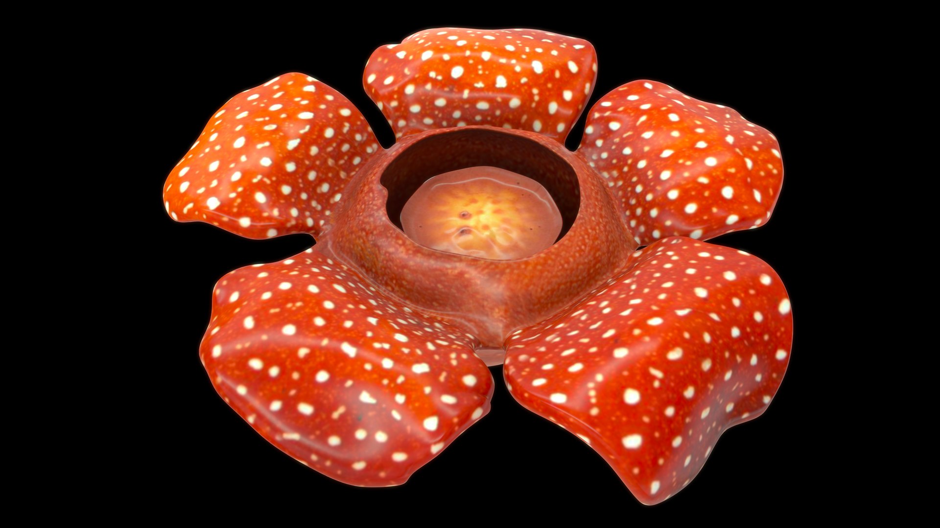 3D Rafflesia Flower - TurboSquid 2207008