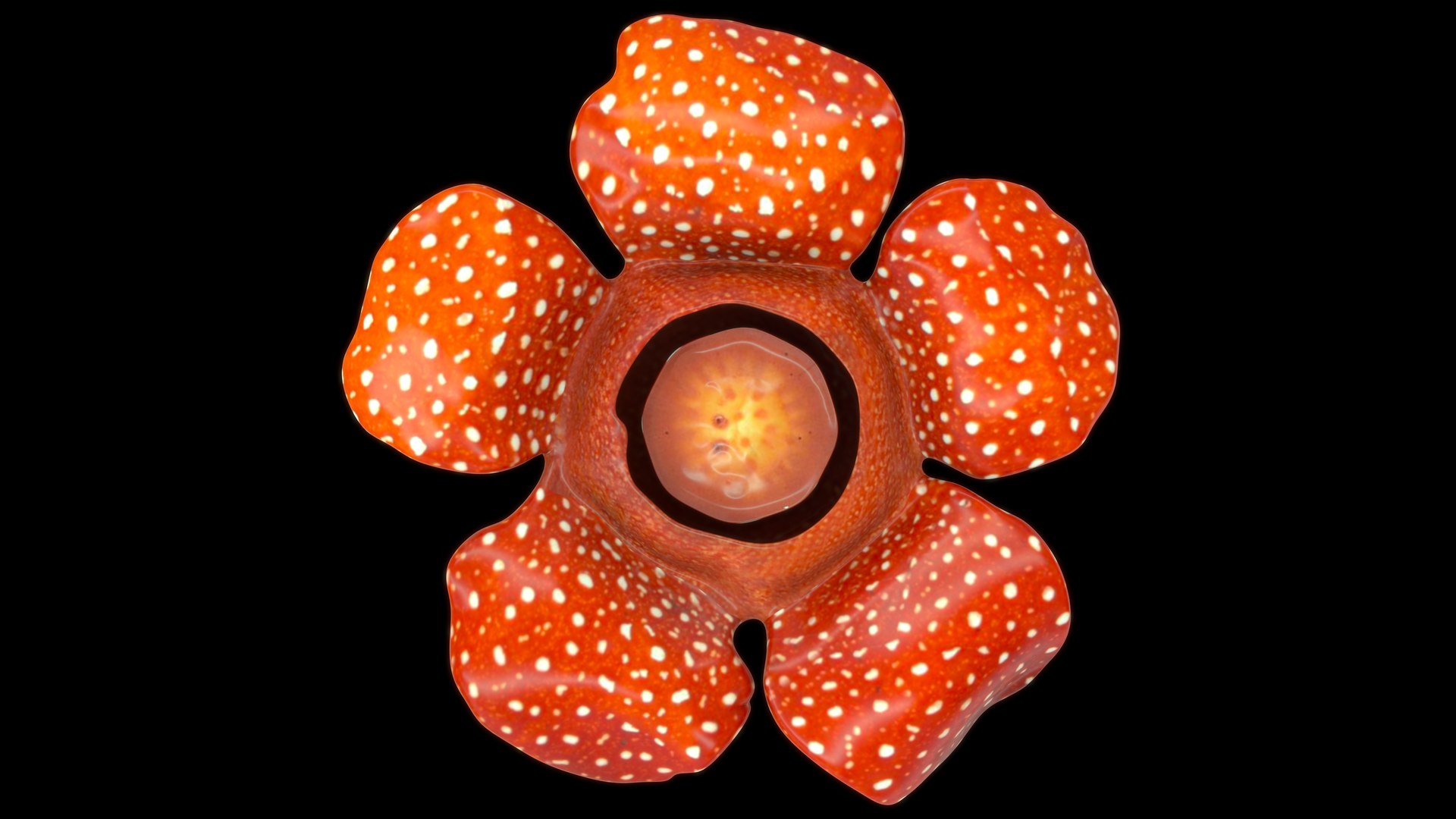3D Rafflesia Flower - TurboSquid 2207008