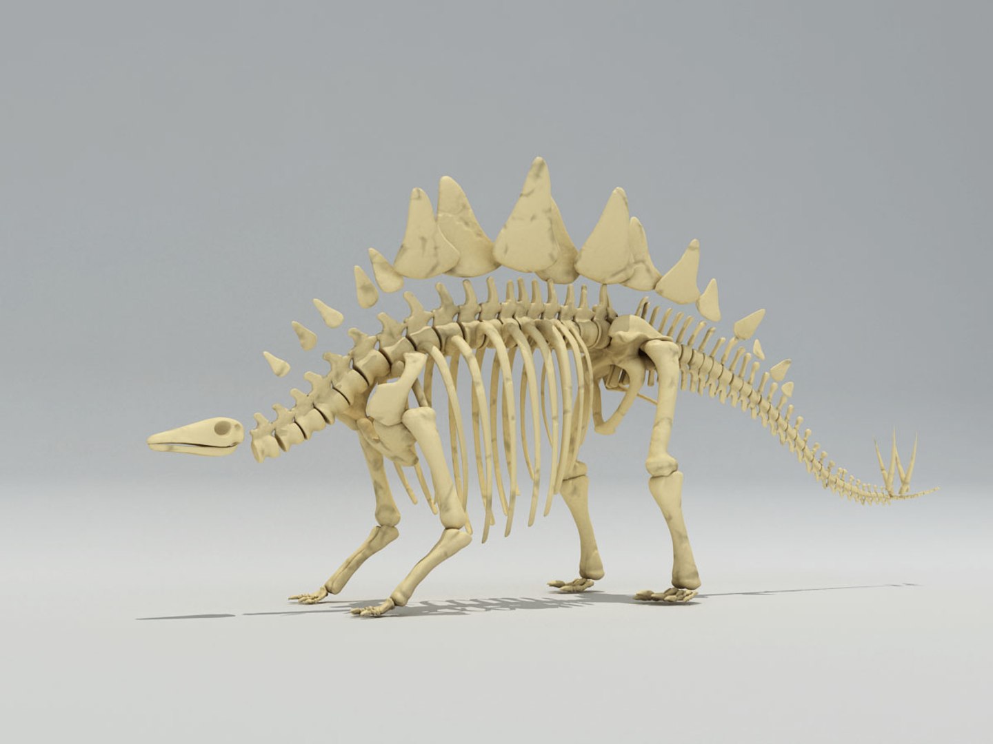 Stegosaurus Skeleton 3ds
