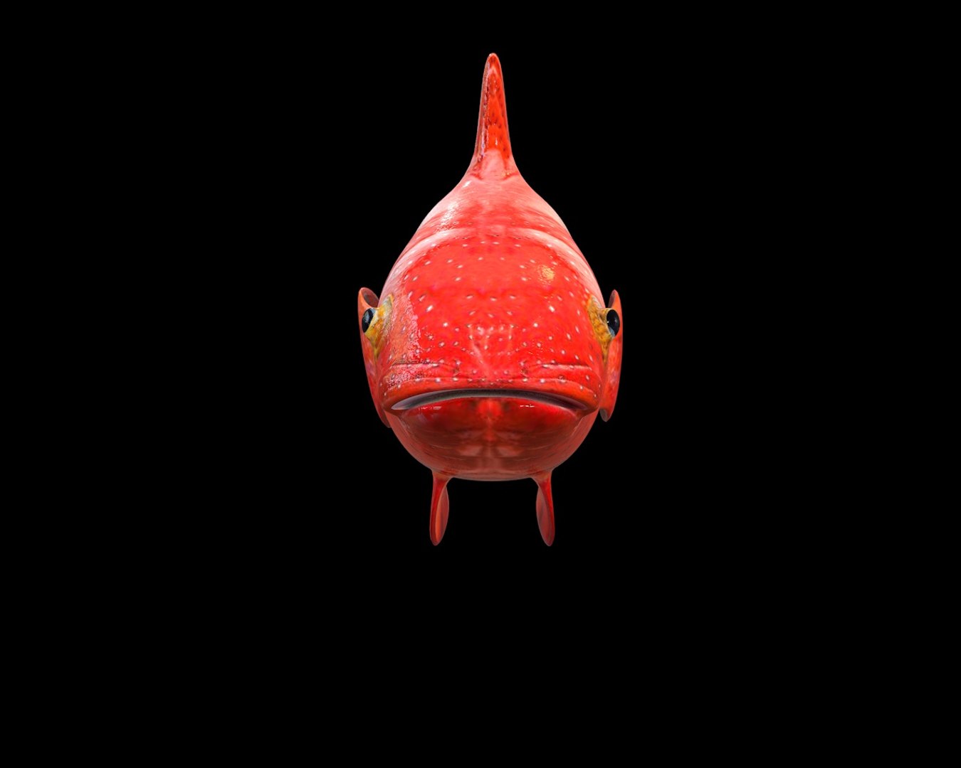 3D Grouper Fish - TurboSquid 1551920