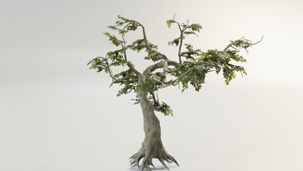 3D tree twisted model - TurboSquid 1609245