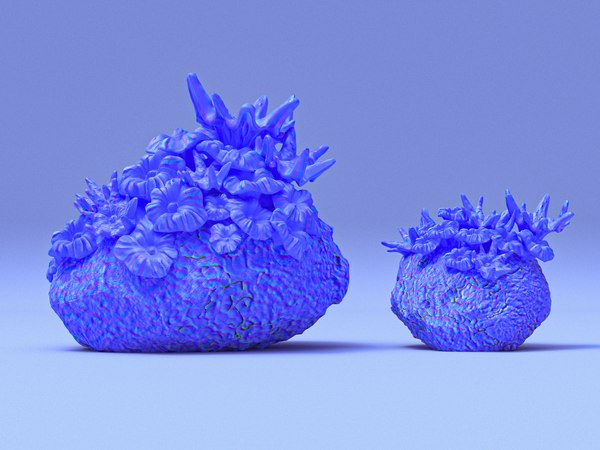 Coral polyp 2 3D model - TurboSquid 1837974