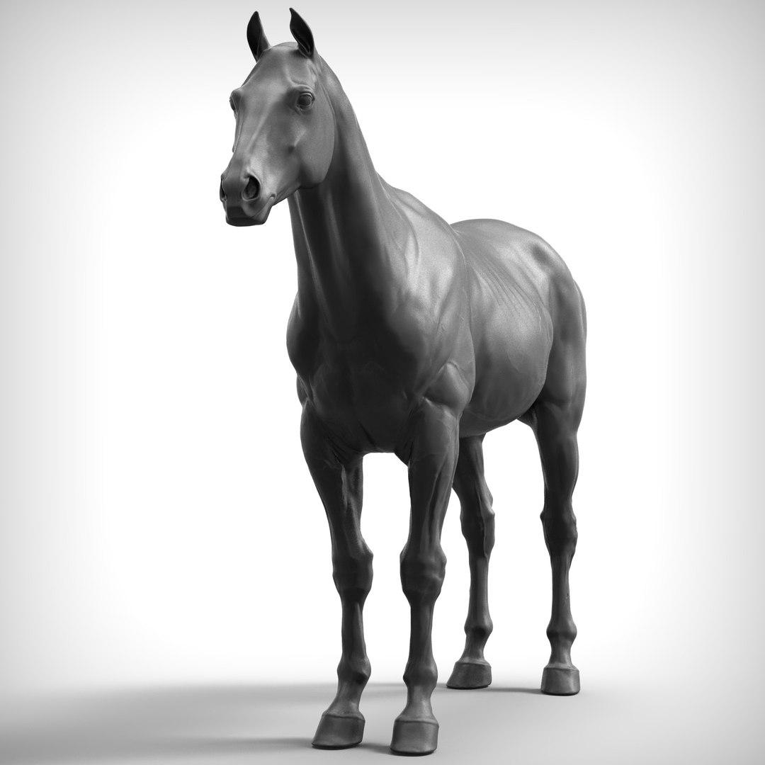Horse Base Realistic Model - TurboSquid 1565283