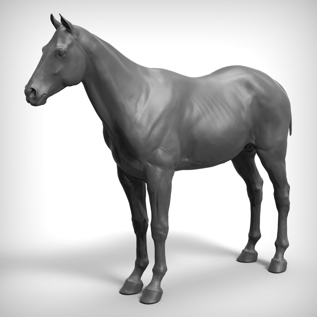 Horse Base Realistic Model - TurboSquid 1565283
