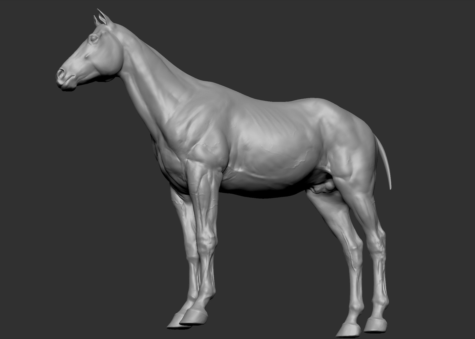 Horse Base Realistic Model - TurboSquid 1565283