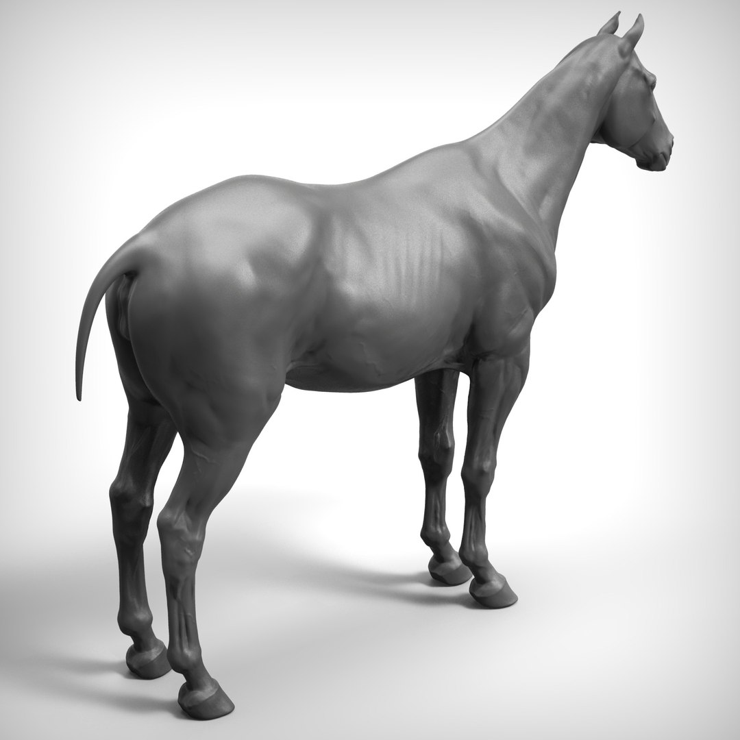 Horse Base Realistic Model - TurboSquid 1565283