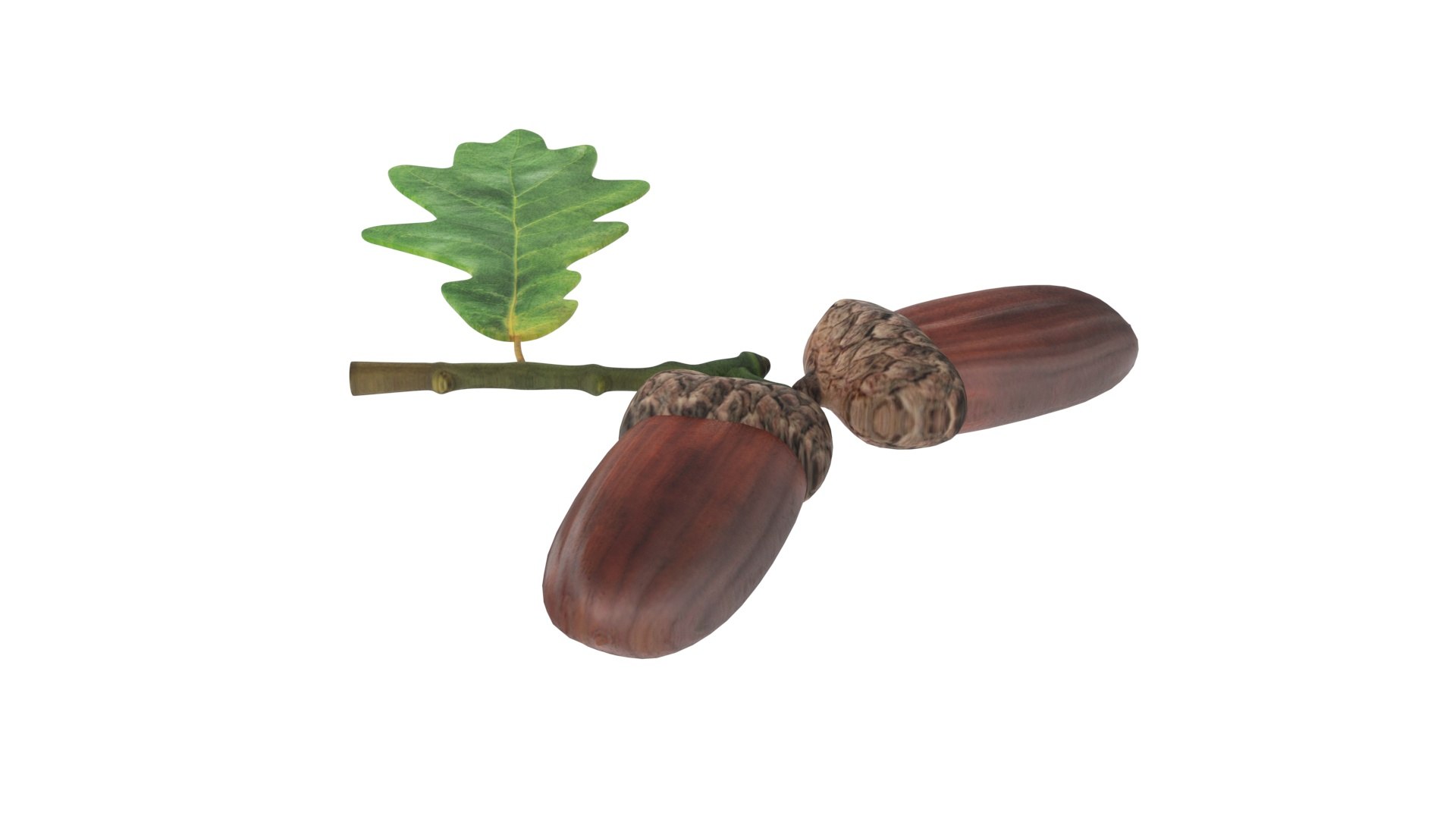 Acorns Collection 3D - TurboSquid 1854246