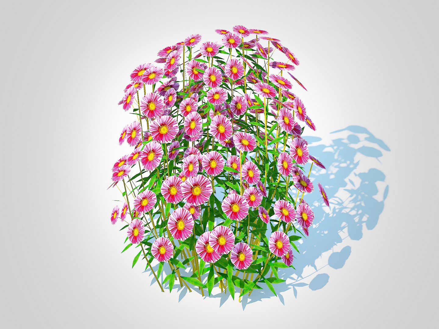 Aster Novae-angliae - New England Aster - Pink Model - TurboSquid 2273041