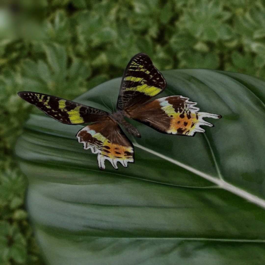3D madagascan sunset moth - TurboSquid 1346220