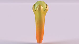 3D Clove Models - Browse & Download Formats - TurboSquid