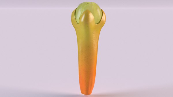 3D Clove Models | TurboSquid