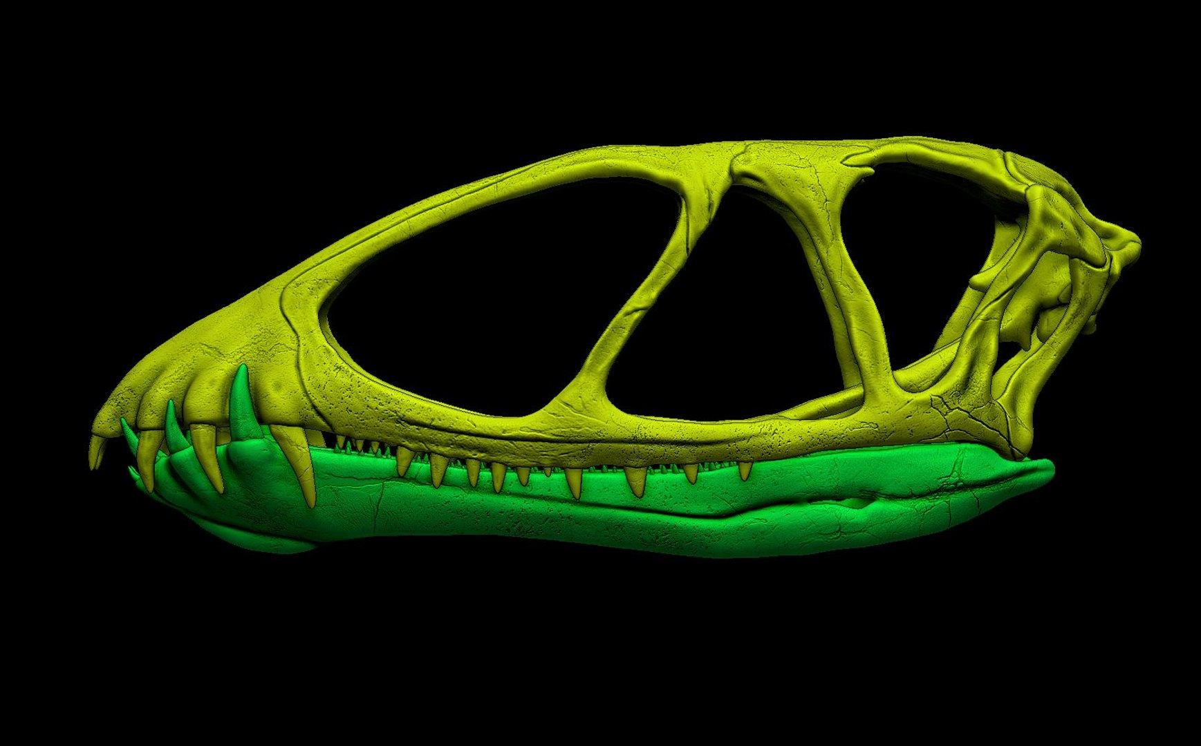 3D Model Dimorphodon Skull 3D Print Model - TurboSquid 2396584