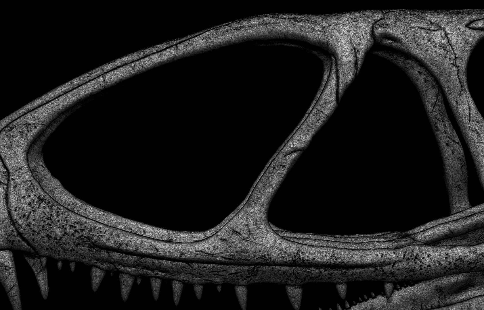3D Model Dimorphodon Skull 3D Print Model - TurboSquid 2396584