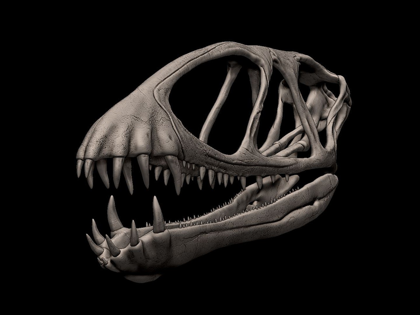 3D Model Dimorphodon Skull 3D Print Model - TurboSquid 2396584