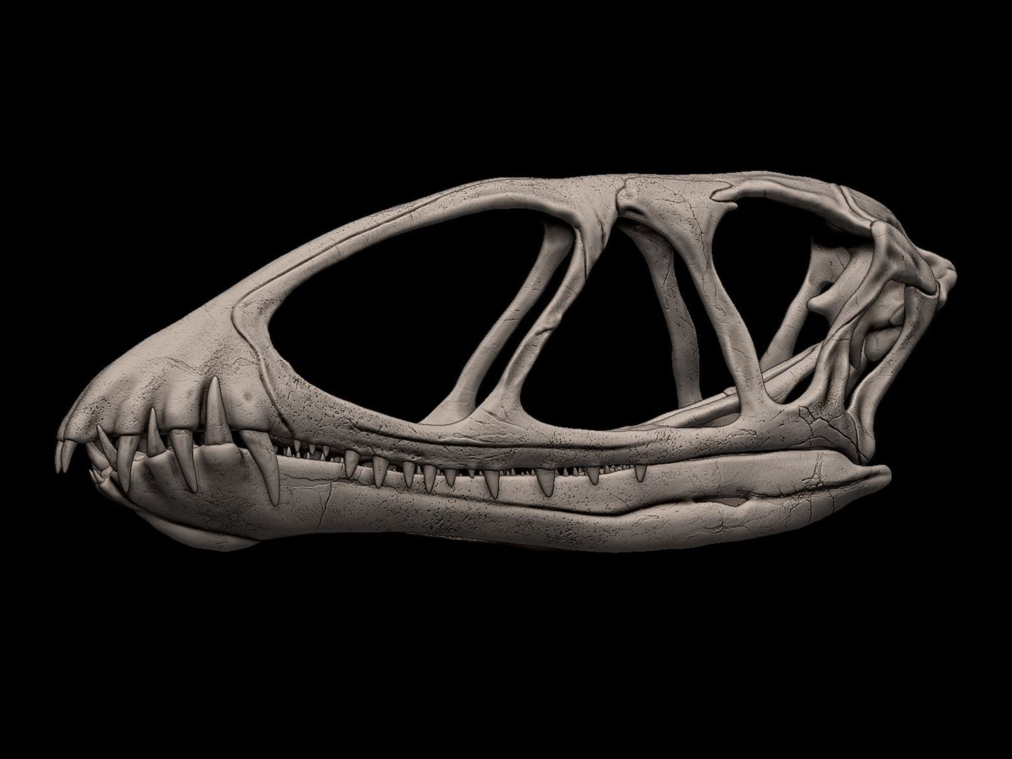 3D Model Dimorphodon Skull 3D Print Model - TurboSquid 2396584