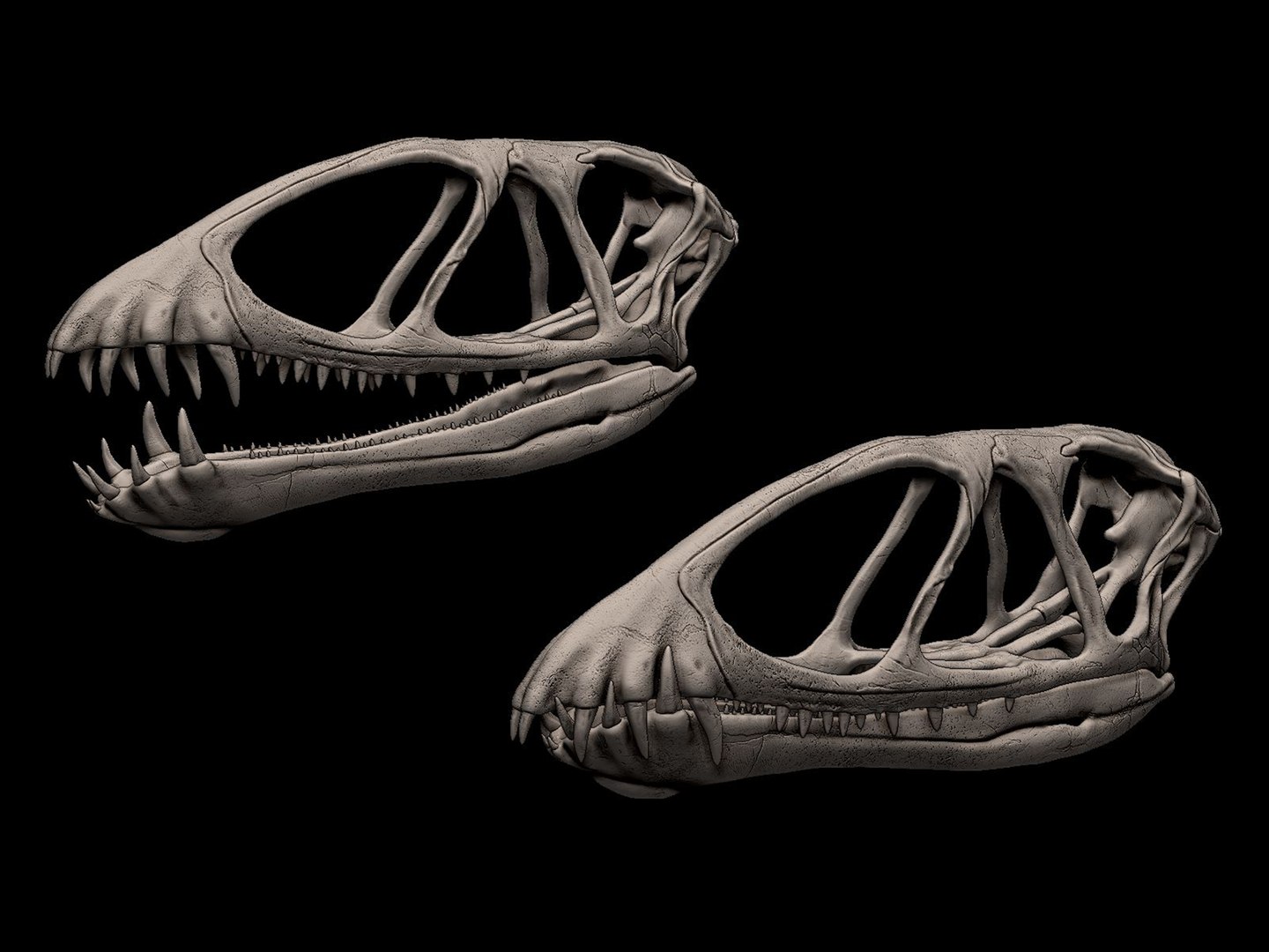 3D Model Dimorphodon Skull 3D Print Model - TurboSquid 2396584