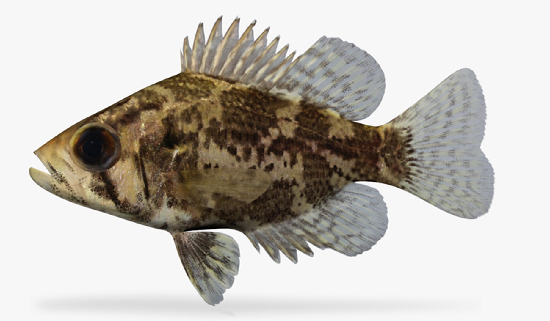 Bass Fish 3d Model