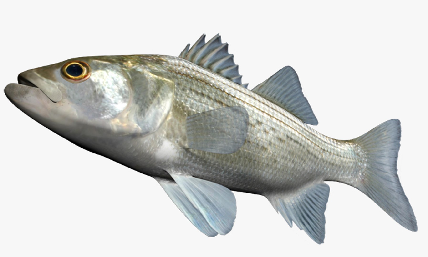 bass fish 3d model