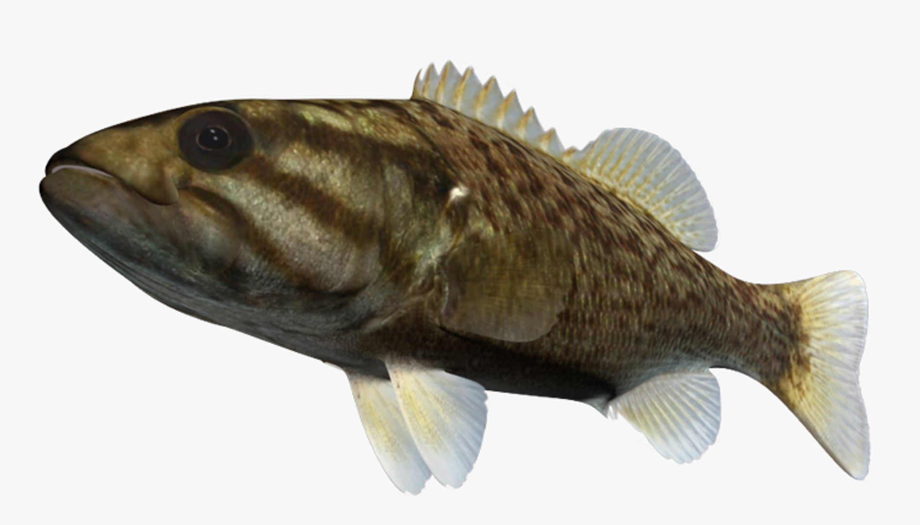 Bass Fish 3d Model