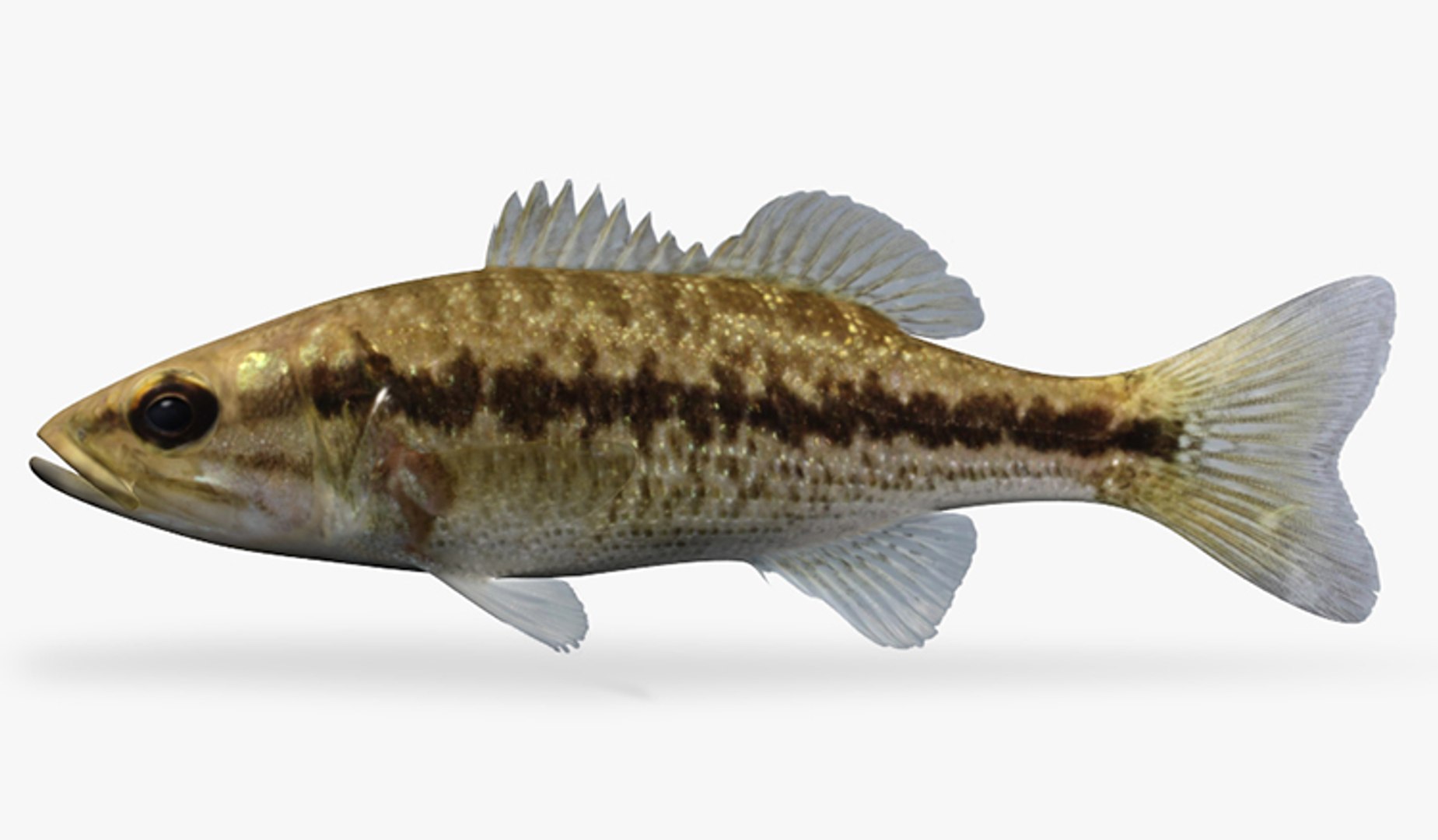 Bass Fish 3d Model