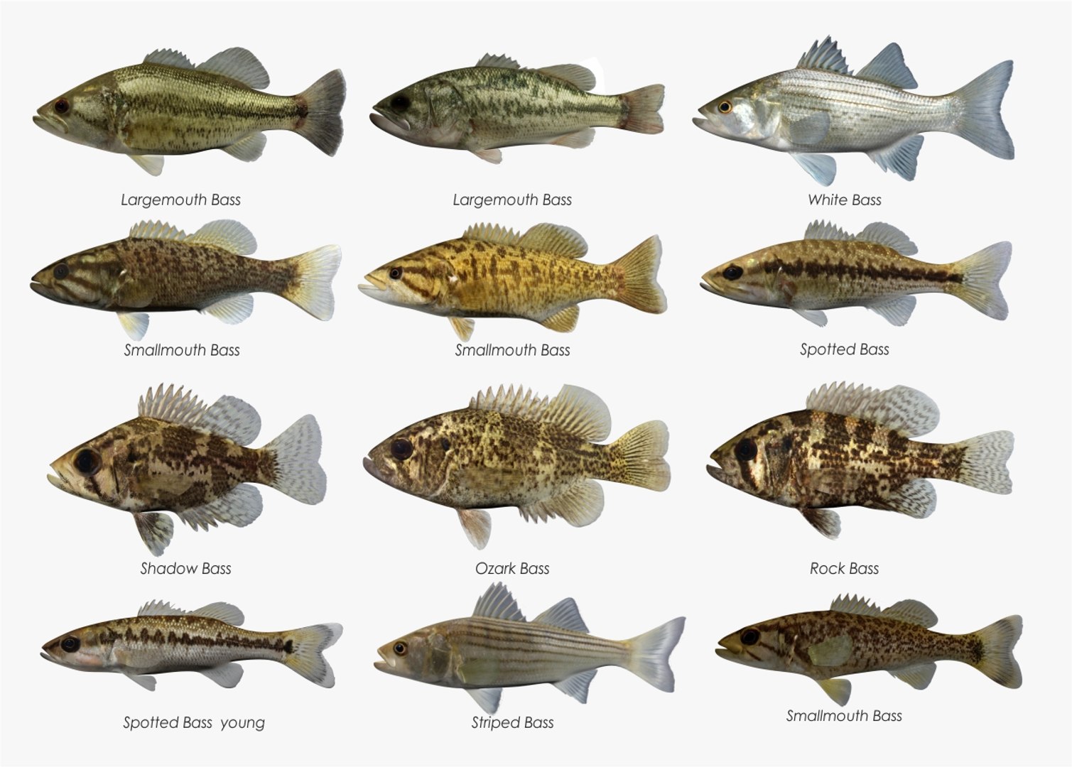 Bass Fish 3d Model