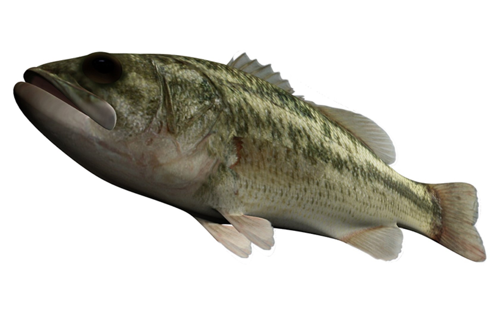 Bass Fish 3d Model