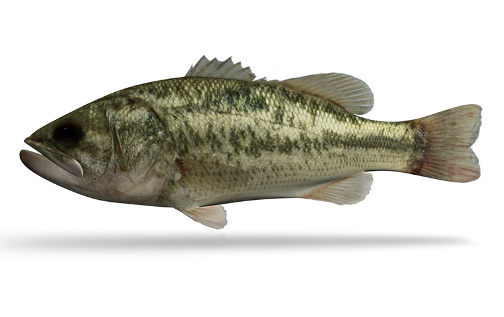 Bass Fish 3d Model