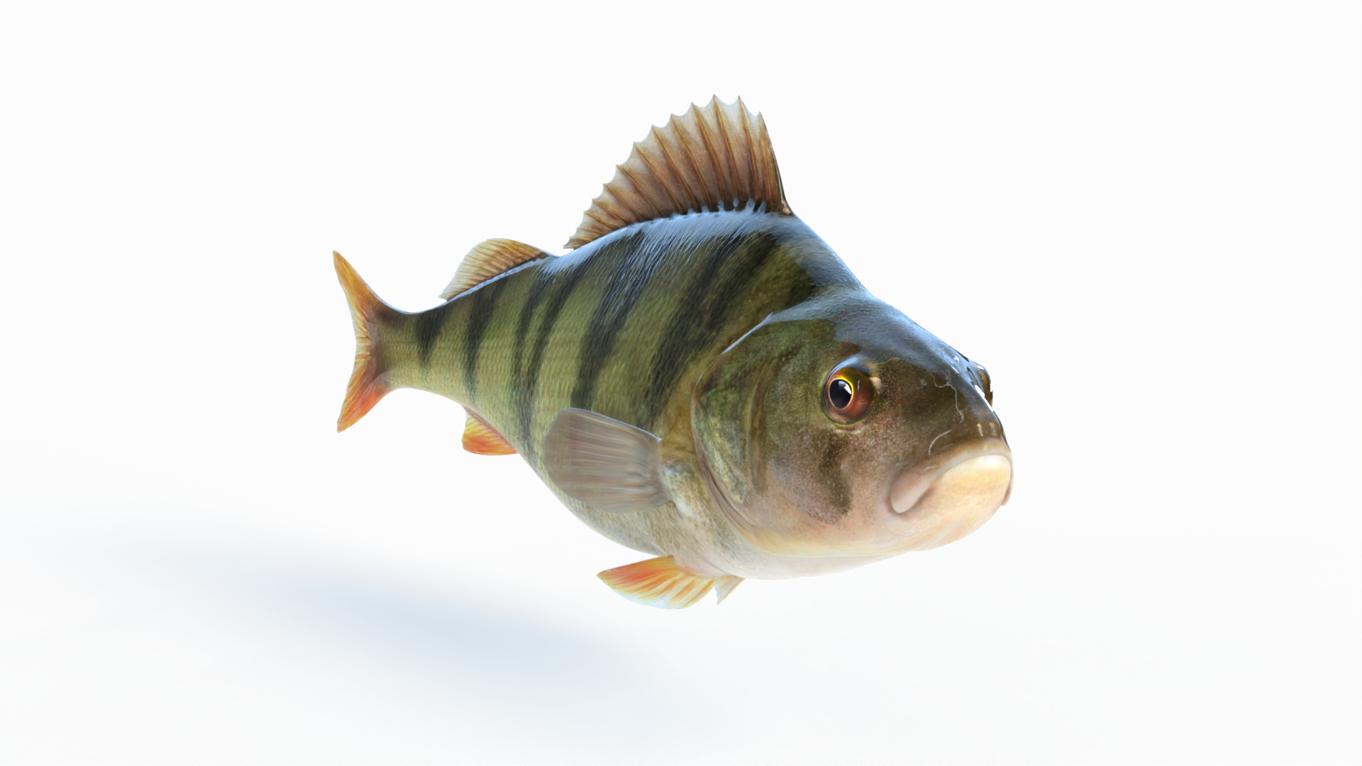 Perch Animated 3D - TurboSquid 2367025