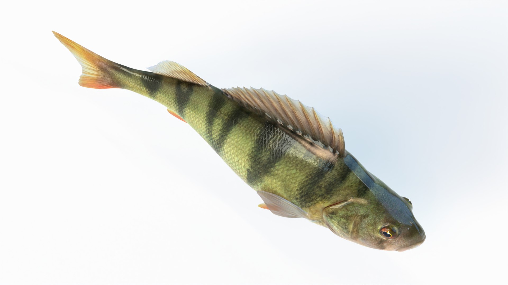 Perch Animated 3D - TurboSquid 2367025