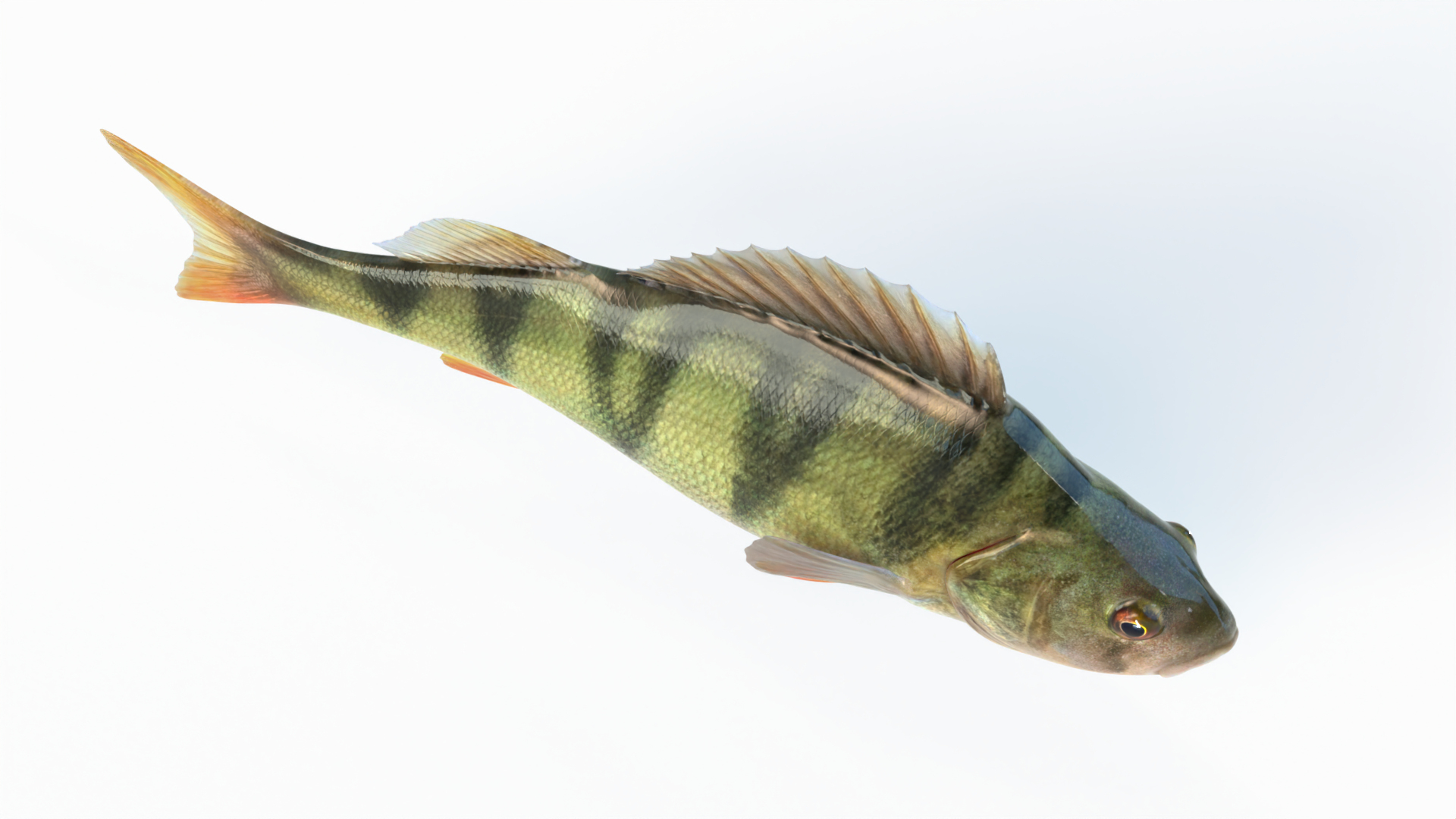 Perch Animated 3D - TurboSquid 2367025