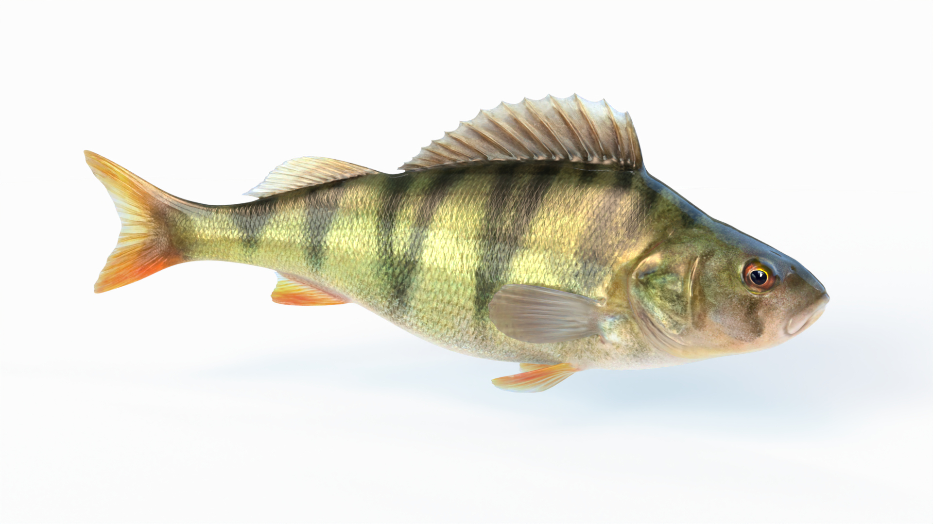 Perch Animated 3D - TurboSquid 2367025