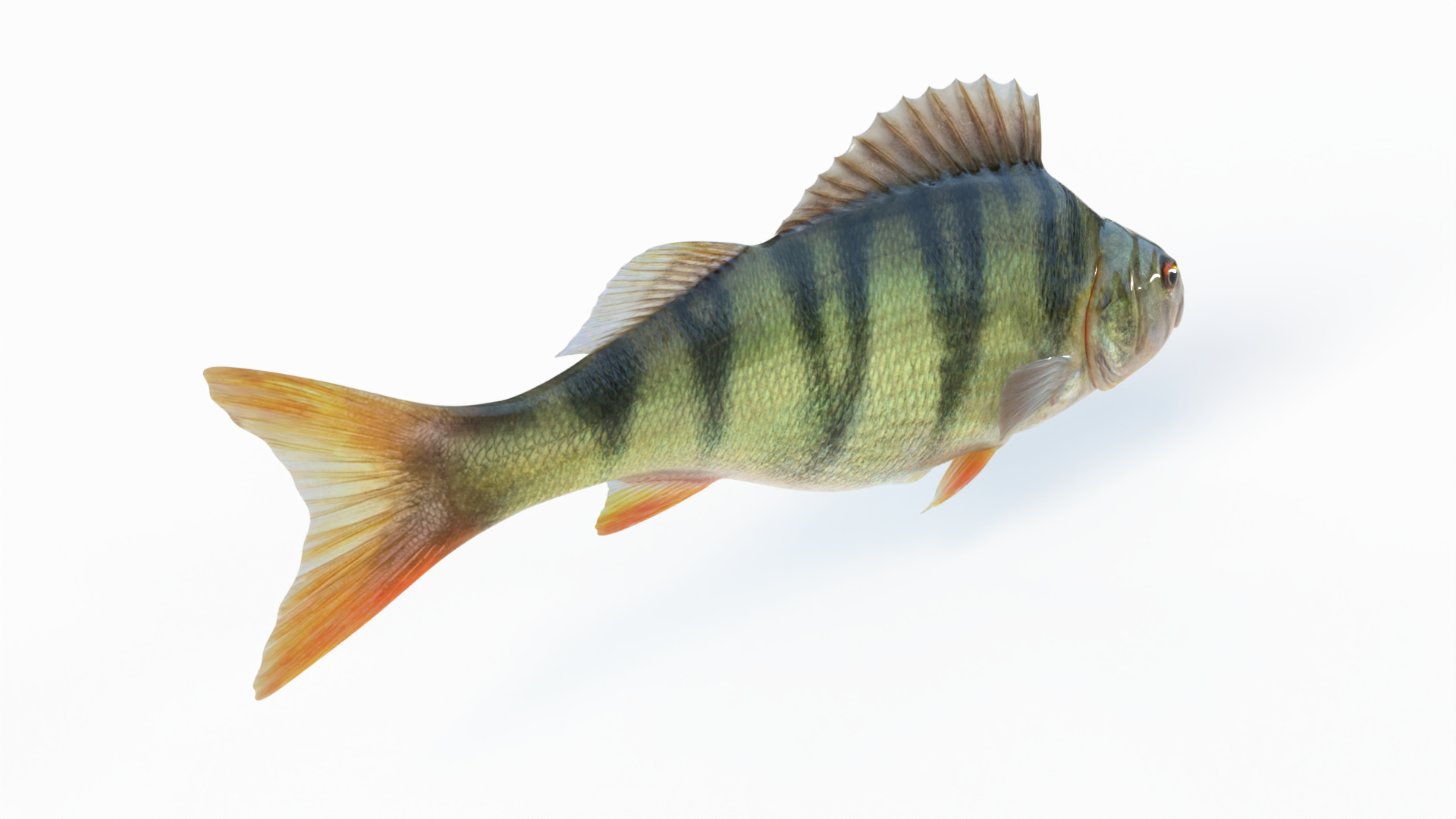 Perch Animated 3D - TurboSquid 2367025