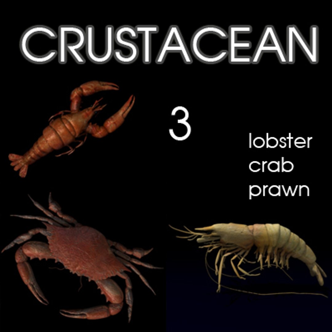 3d Model Crustacean Prawn Lobster Crab