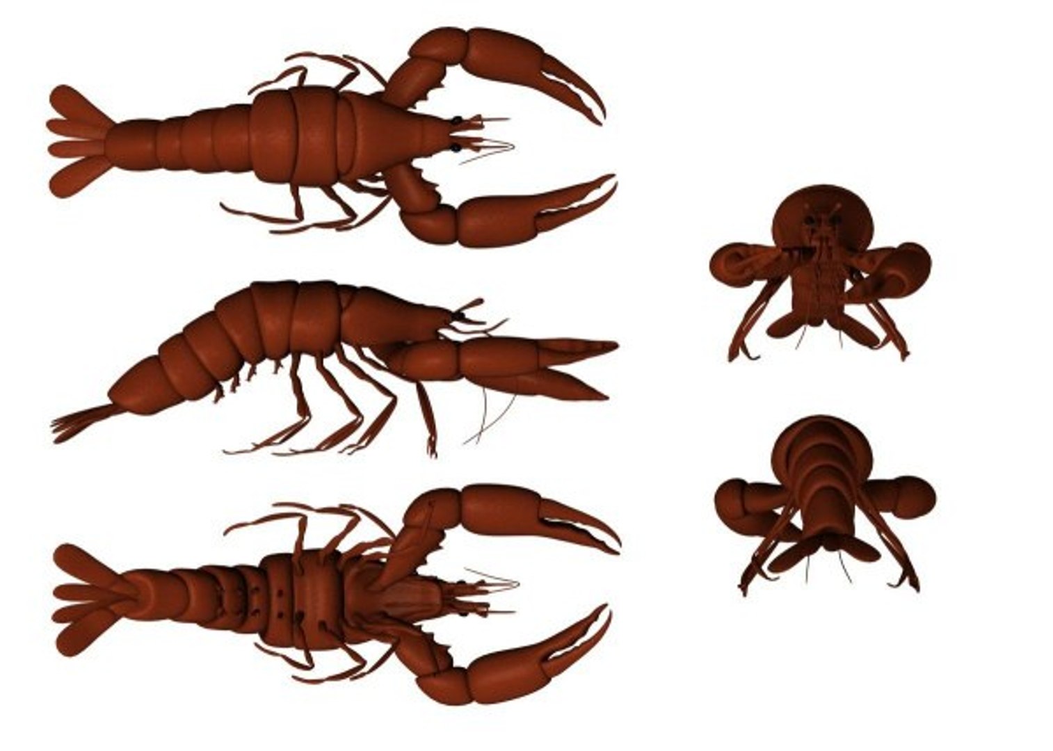 3d Model Crustacean Prawn Lobster Crab