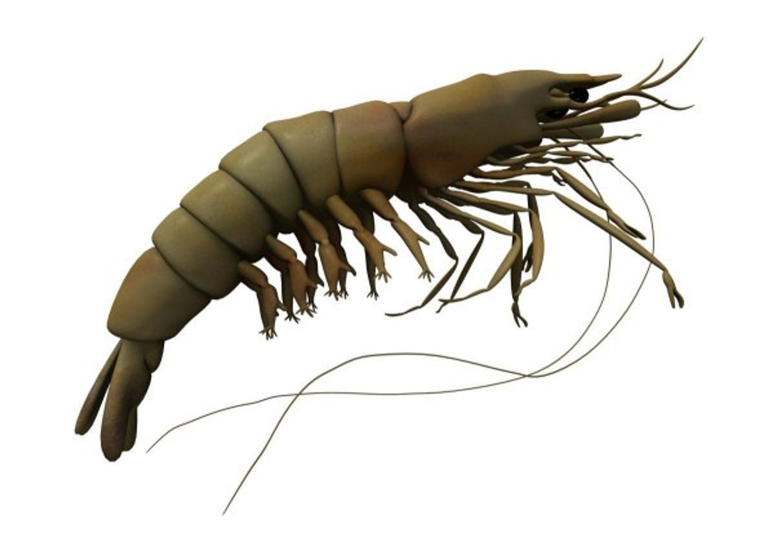 3d Model Crustacean Prawn Lobster Crab