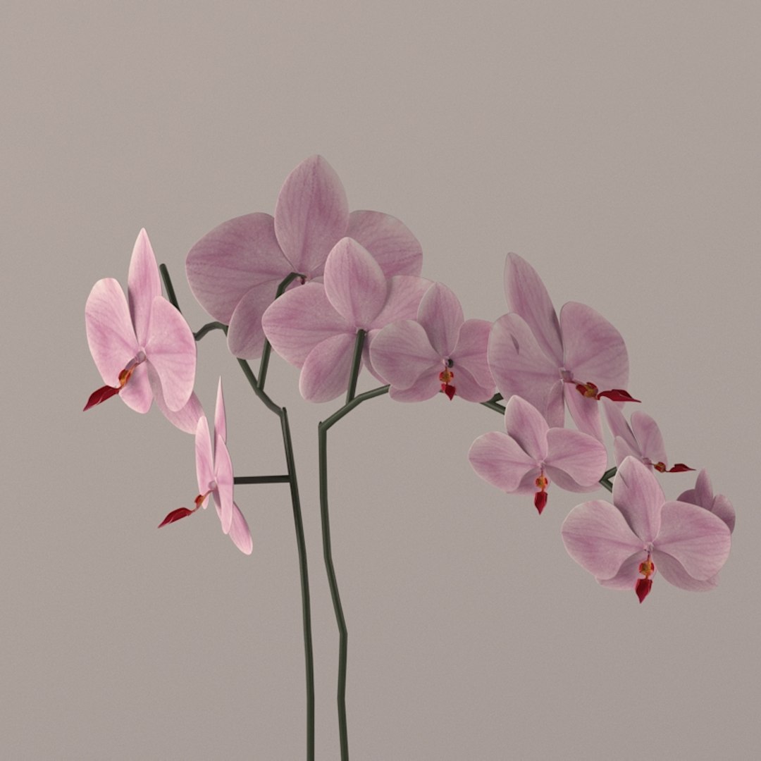 3d Light Orchid Model