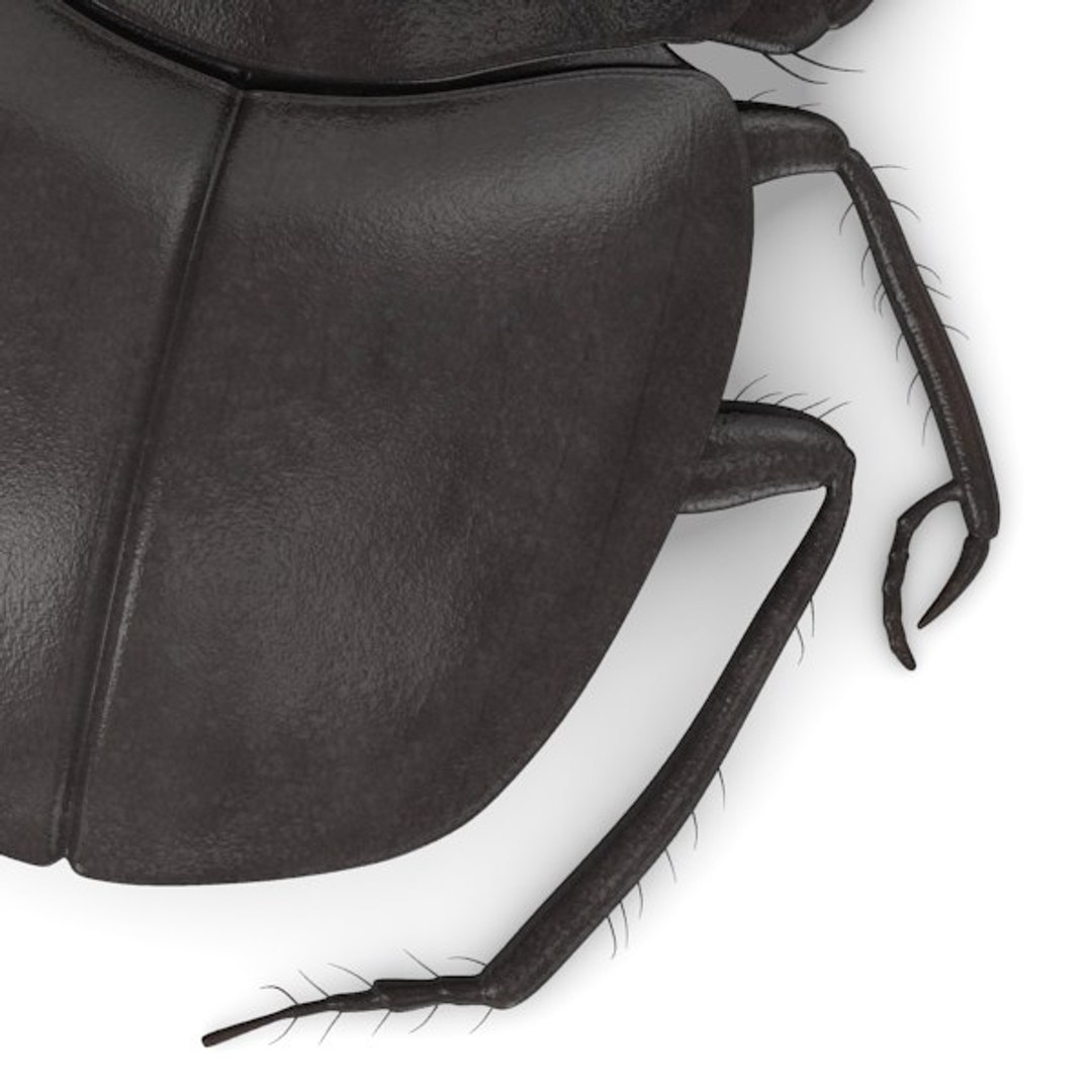 Scarabeus Typhon 3ds