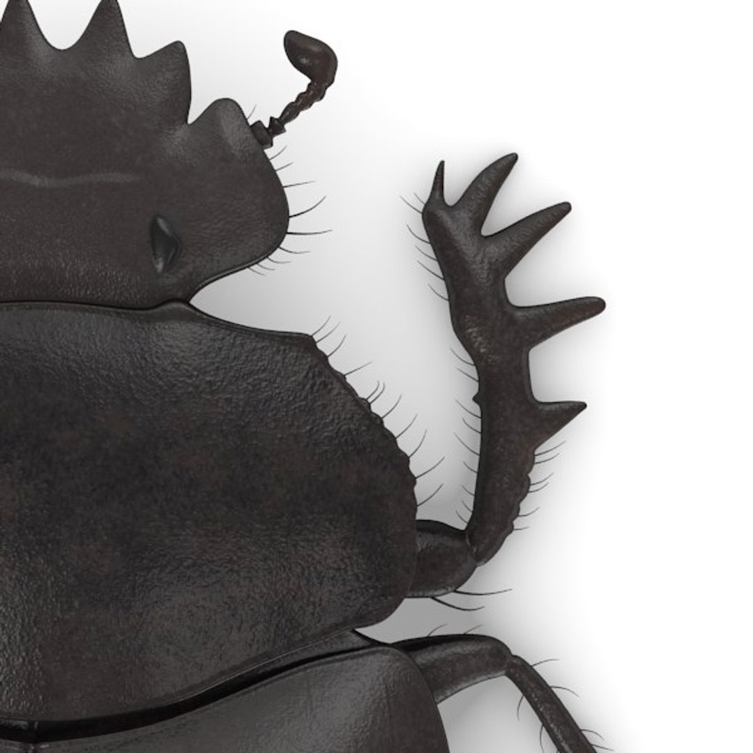 Scarabeus Typhon 3ds