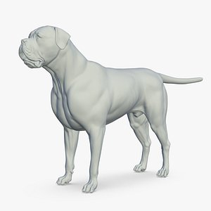 3D Cane Corso Models - Browse & Download Formats - TurboSquid