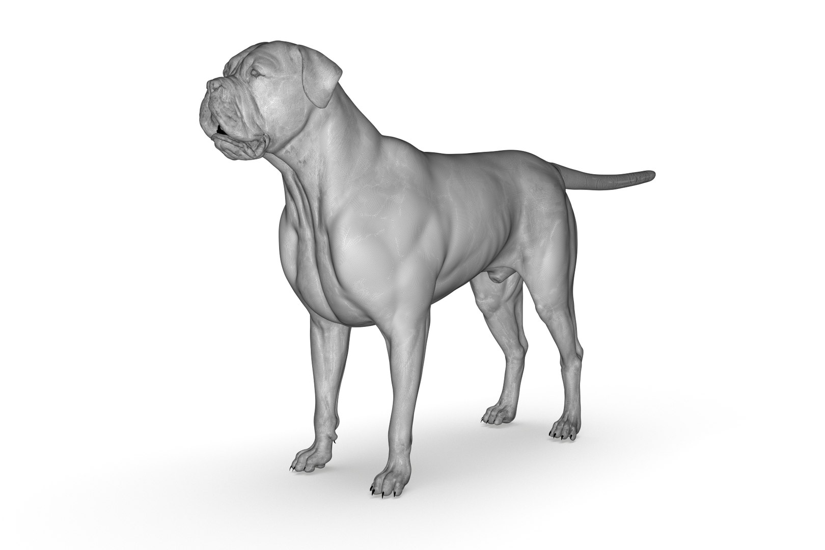 Cane Corso 3D Model - TurboSquid 2214014