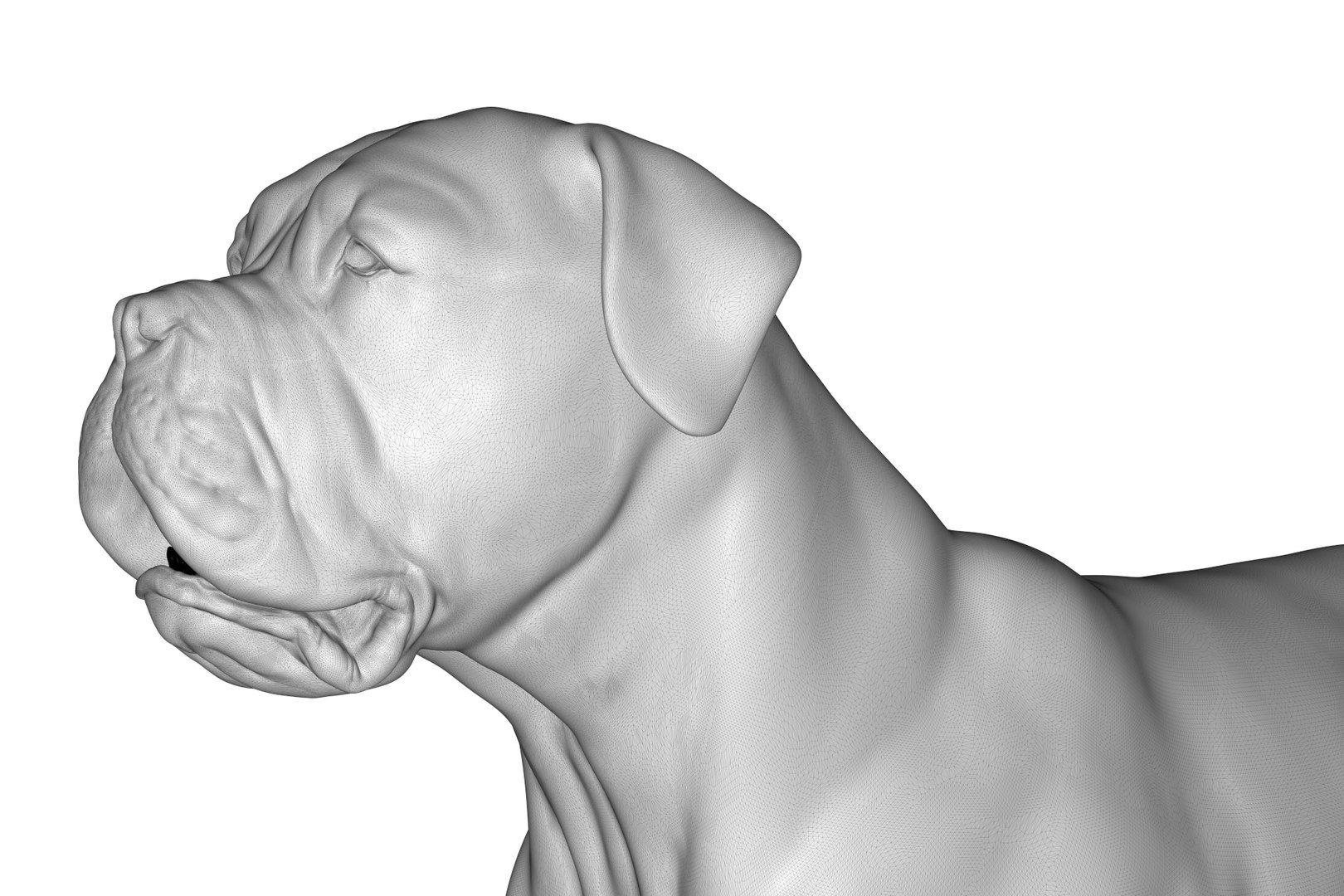 Cane Corso 3D Model - TurboSquid 2214014