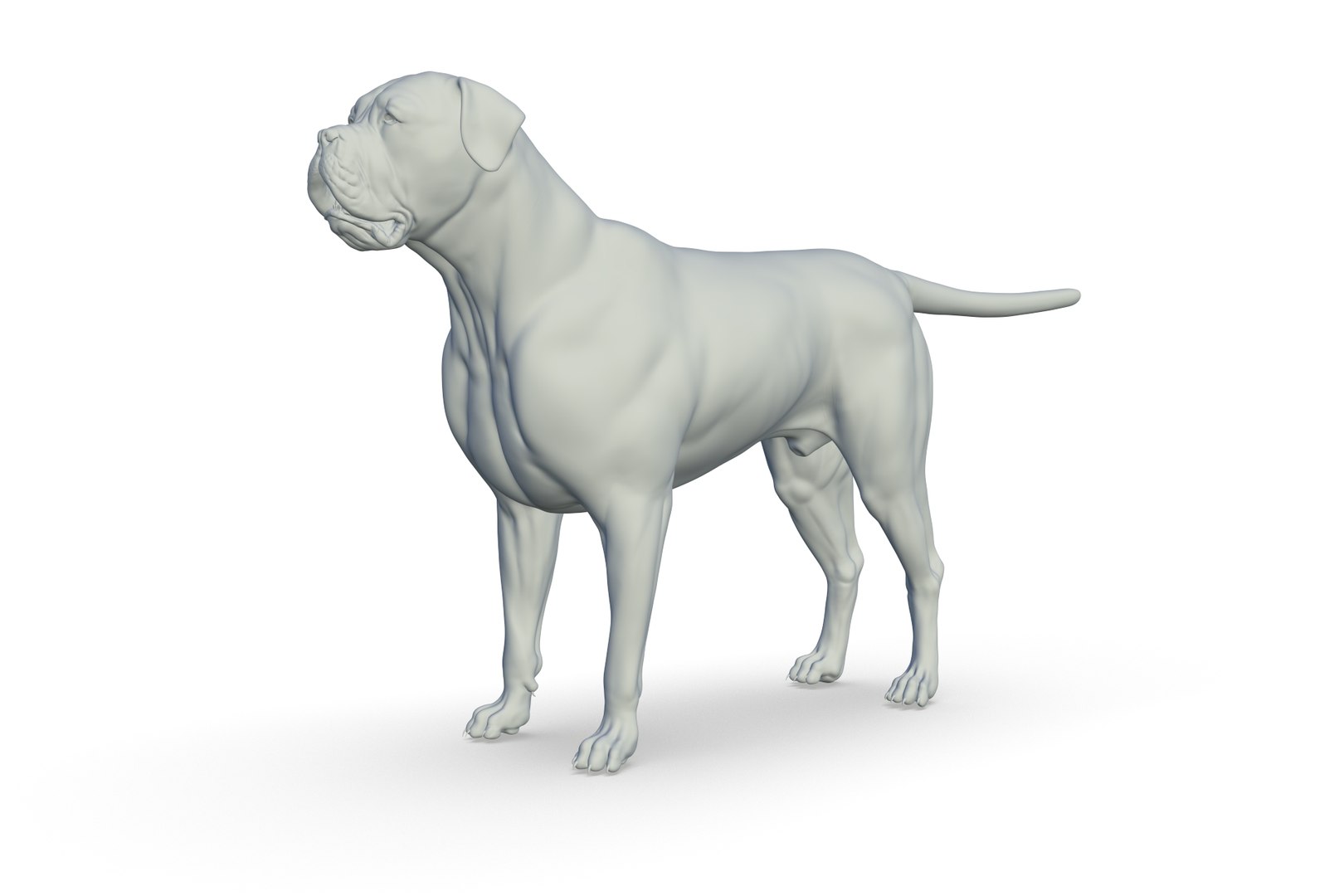 Cane Corso 3D Model - TurboSquid 2214014