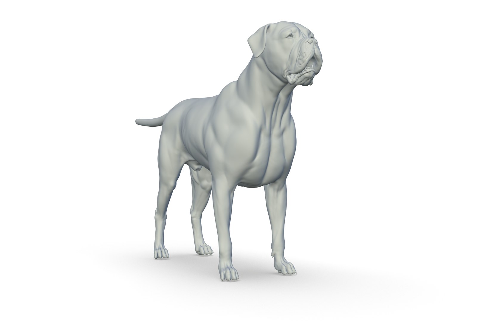 Cane Corso 3D Model - TurboSquid 2214014