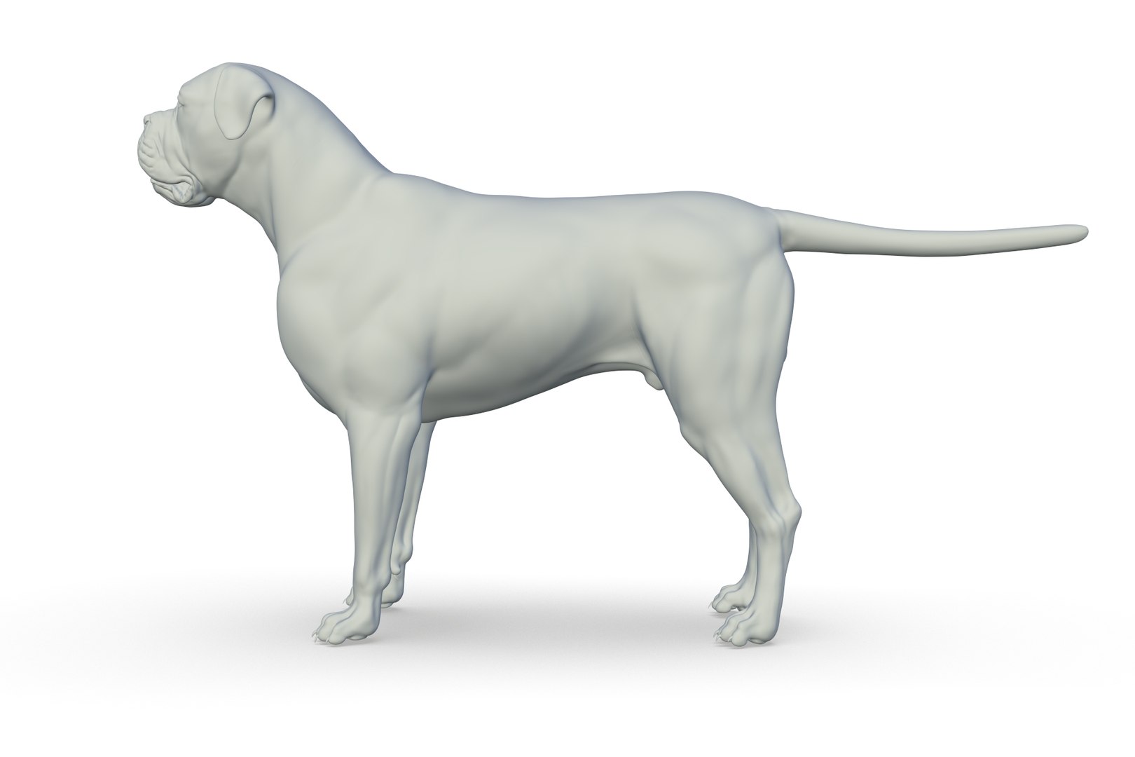 Cane Corso 3D Model - TurboSquid 2214014
