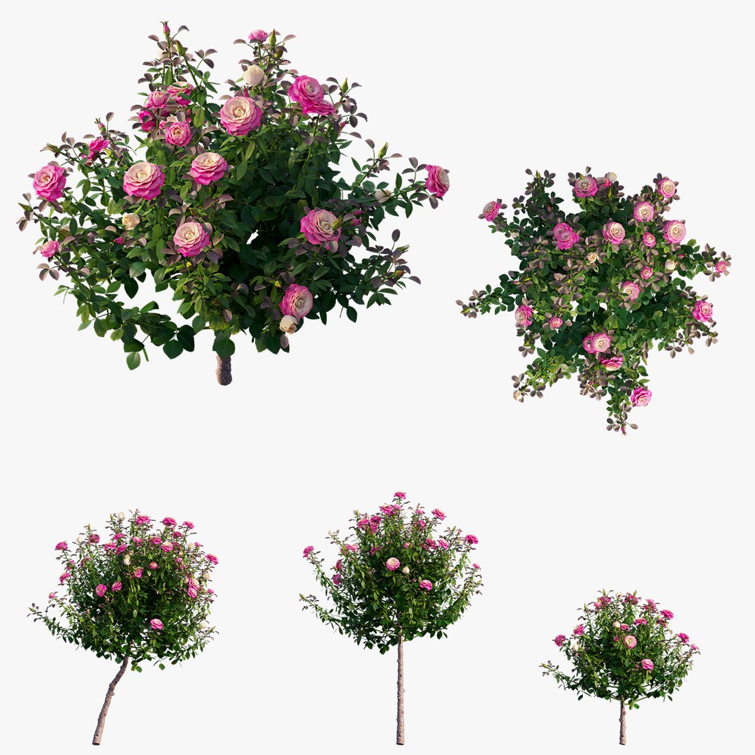 3D Plant Rose Set 05 - TurboSquid 1536665